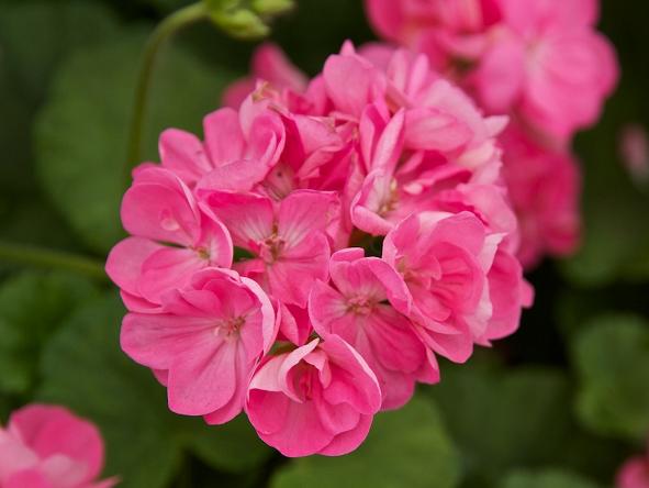 Пеларгонии “Occold” Стэнли Стрингера | Герань (Pelargonium)