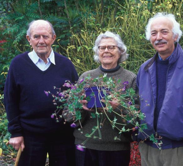 Герань “Розанна” – “Многолетник 2008 года” (Geranium “Rozanne” has been ...