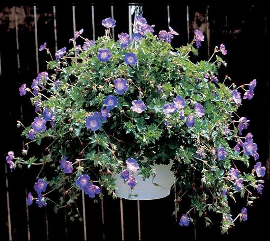 Герань “Розанна” – “Многолетник 2008 года” (Geranium “Rozanne” has been ...